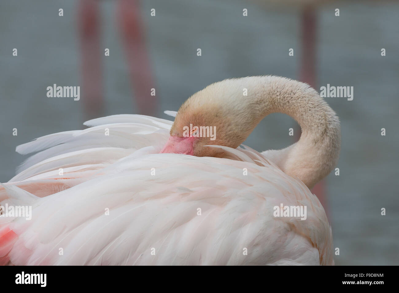 Greater flamingo, Rosaflamingo, Rosa-Flamingo, Flamingo, Phoenicopterus ...