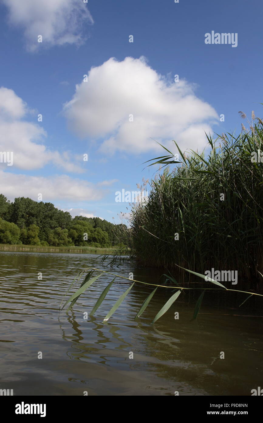 Reed in Water Stock Photo - Alamy