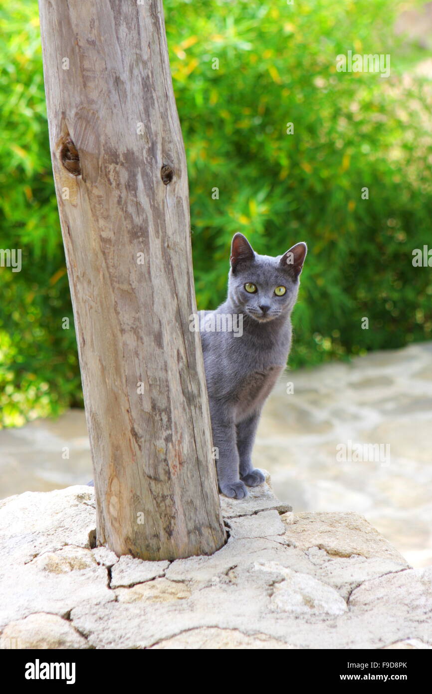 Cat with tree hi-res stock photography and images - Alamy