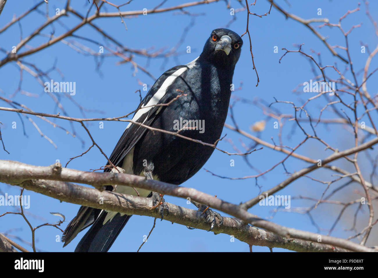 Portrait of Australian Magpie with intense gaze straight at the camera ...