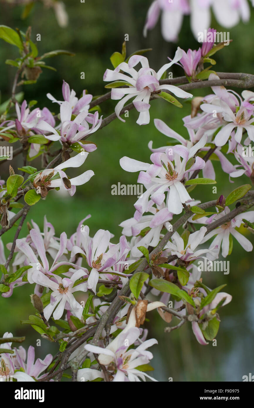Magnolia, Rosa Sternmagnolie, Magnolie, Magnolien, Magnolienbaum, Kreuzung zwischen Magnolia ...