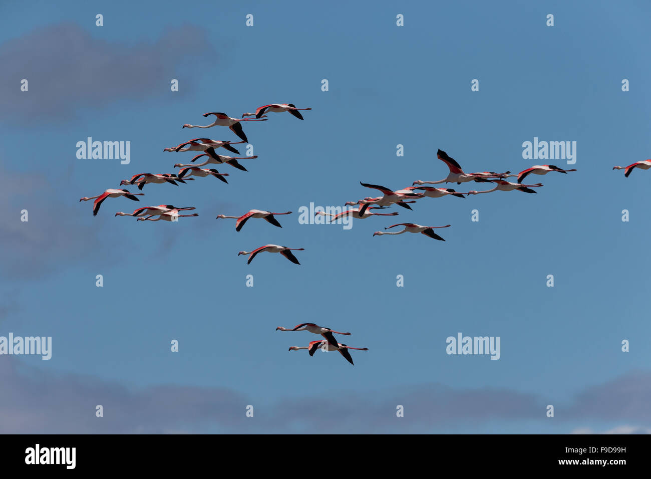 Vogel formation hi-res stock photography and images - Alamy