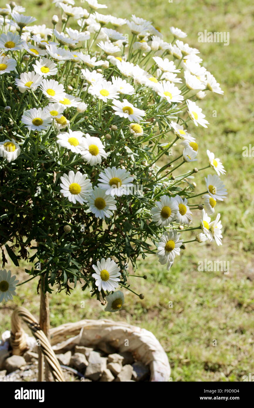 Chrysanthemum Maximum High Resolution Stock Photography and Images - Alamy
