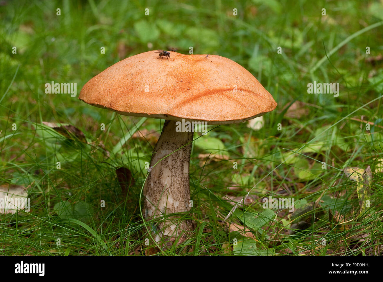 Scaberstalk, orange birch bolete, Birken-Rotkappe, Heide-Rotkappe ...