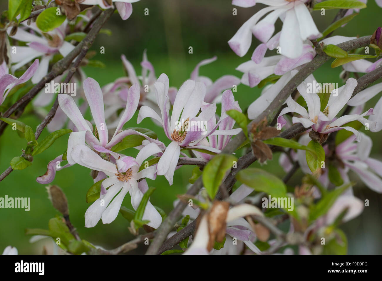 Magnolia, Rosa Sternmagnolie, Magnolie, Magnolien, Magnolienbaum, Kreuzung zwischen Magnolia ...