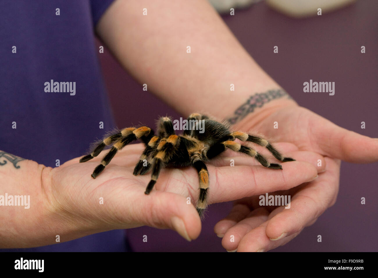 Mexican redknee tarantula spider Stock Photo - Alamy