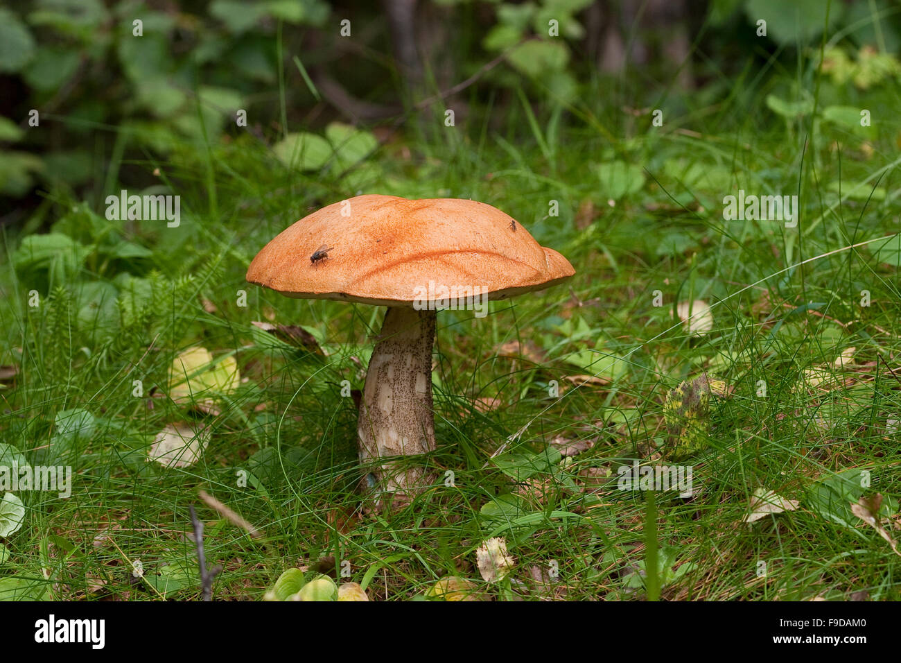Scaberstalk, orange birch bolete, Birken-Rotkappe, Heide-Rotkappe ...