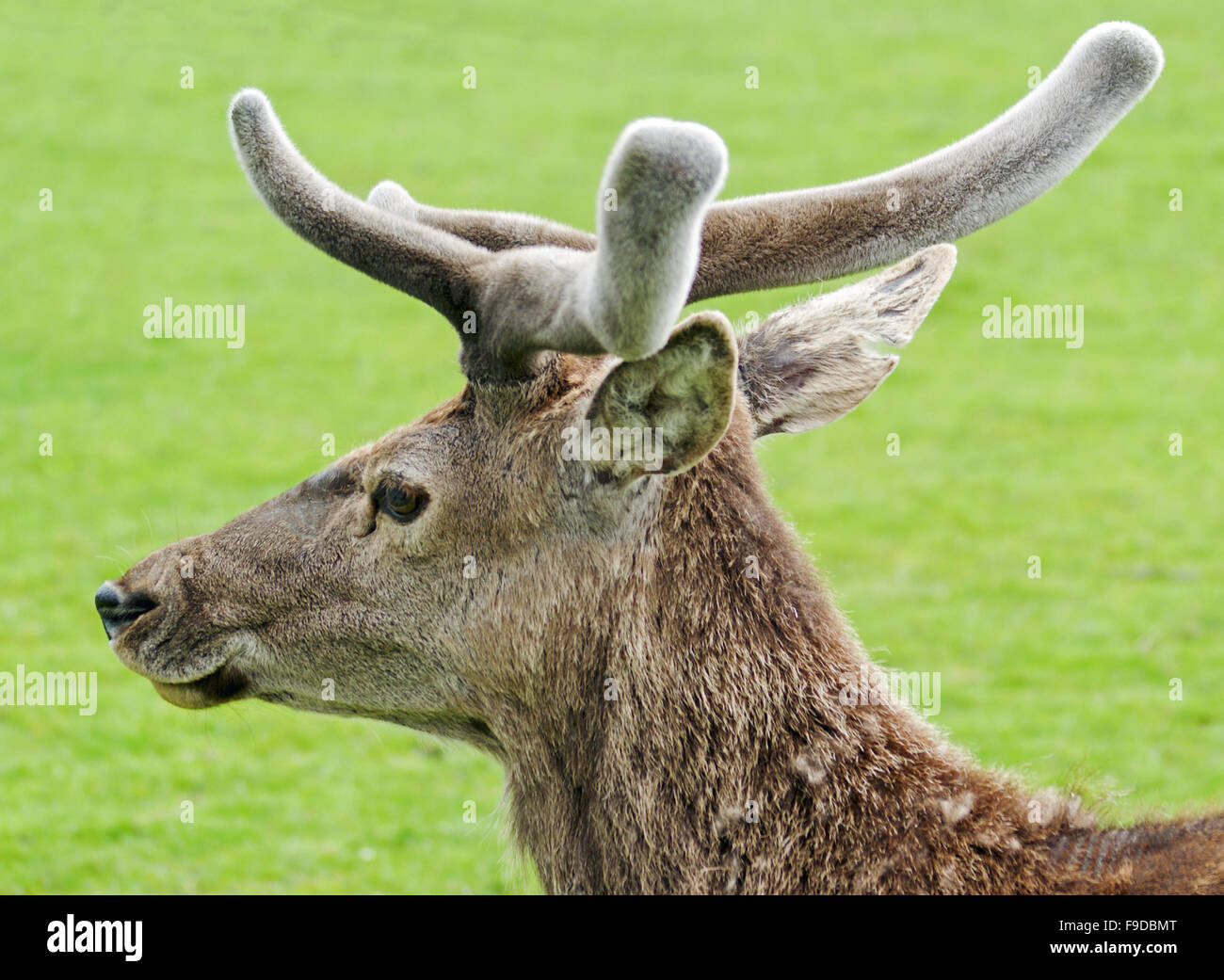 Stag with velvet hi-res stock photography and images - Alamy