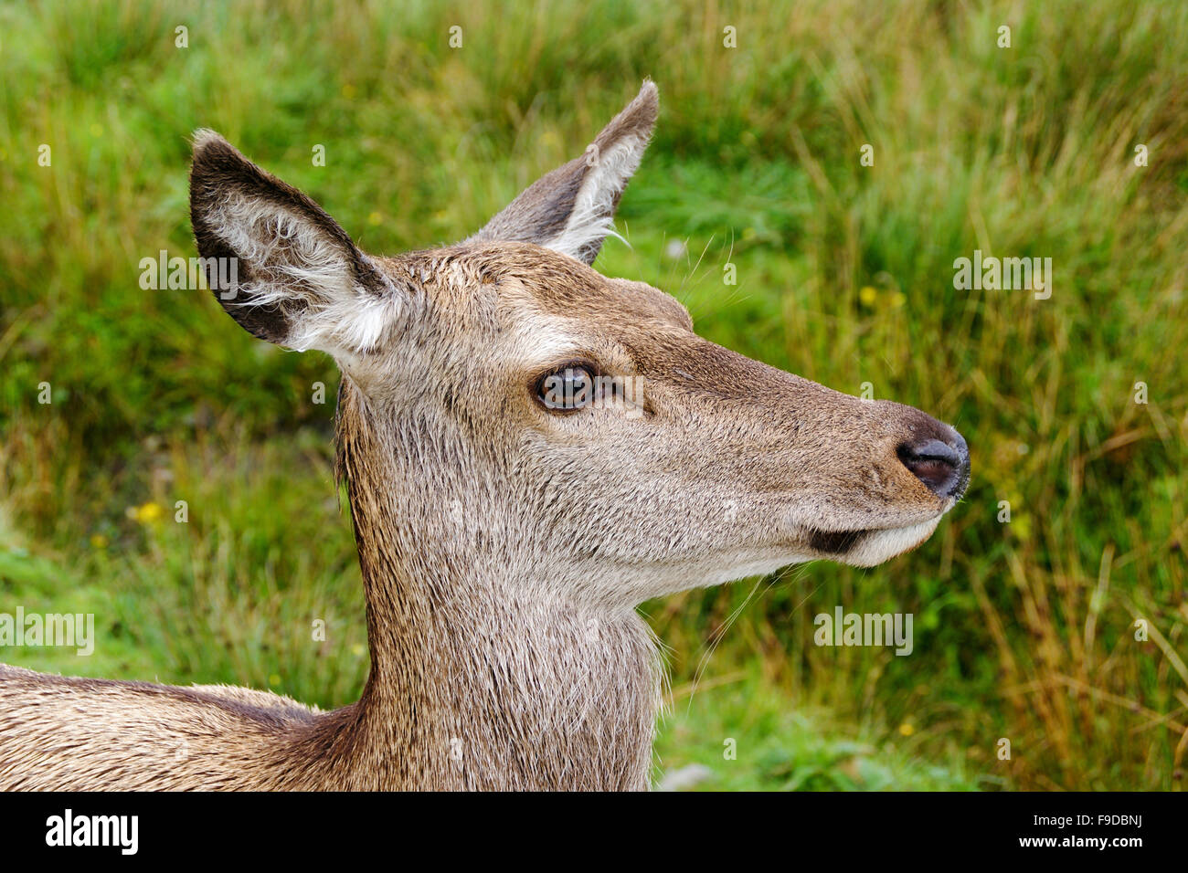 Close up red deer hind hi-res stock photography and images - Alamy
