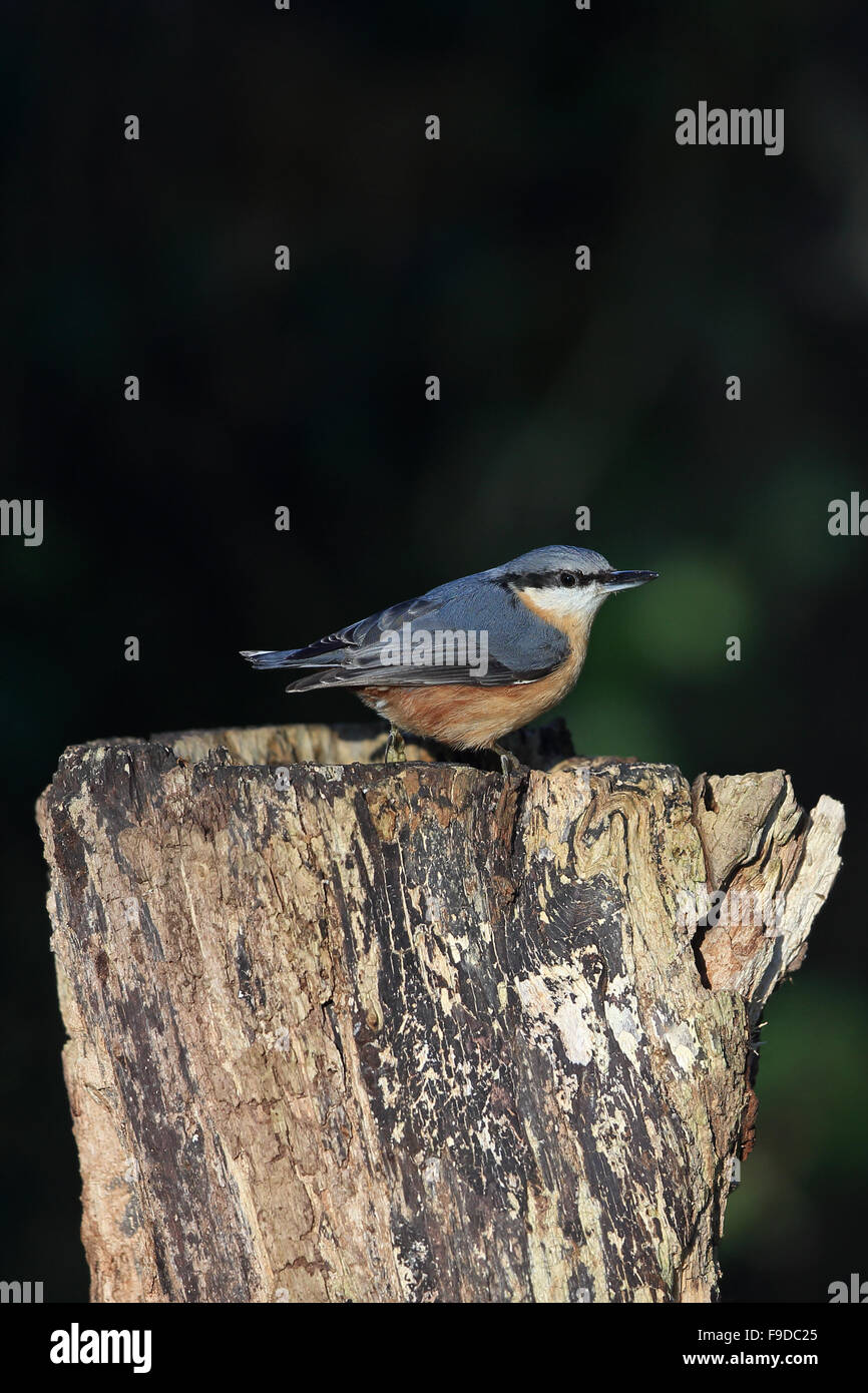 Nuthatch (Sitta europaea caesia Stock Photo - Alamy