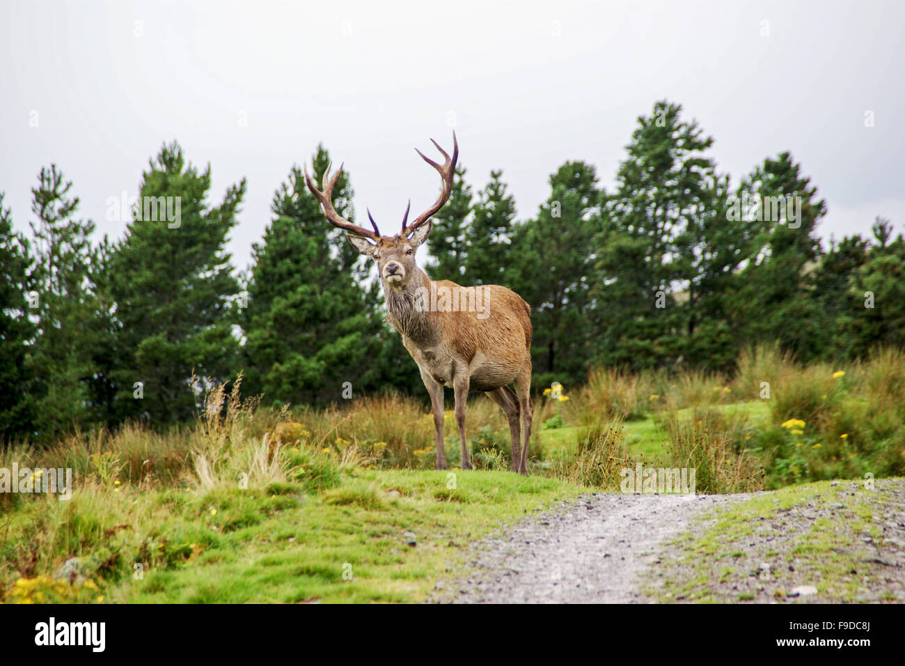 Red stag antlers hi-res stock photography and images - Alamy