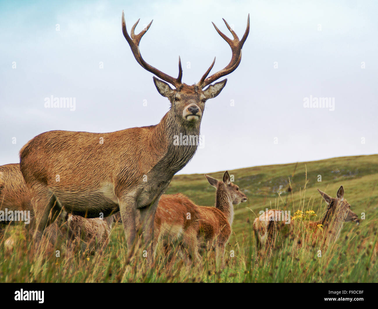 Red deer stag with hinds hi-res stock photography and images - Alamy