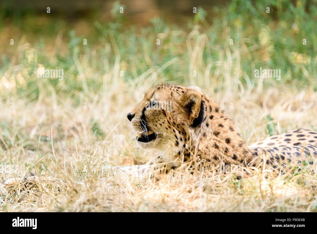 Wild Cheetah In Africa Savannah Stock Photo - Alamy