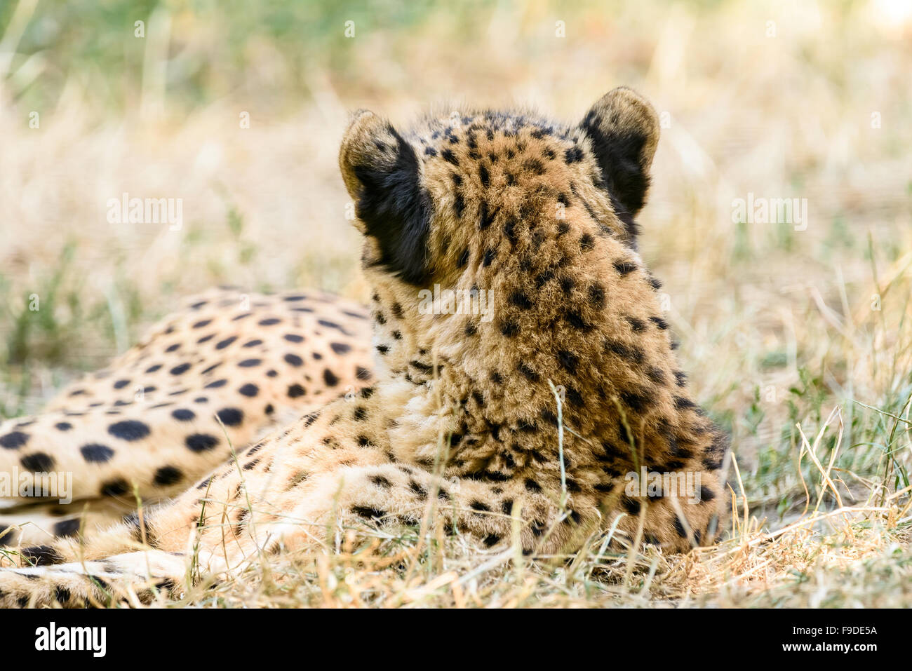 Cheetah in the savannah hi-res stock photography and images - Alamy