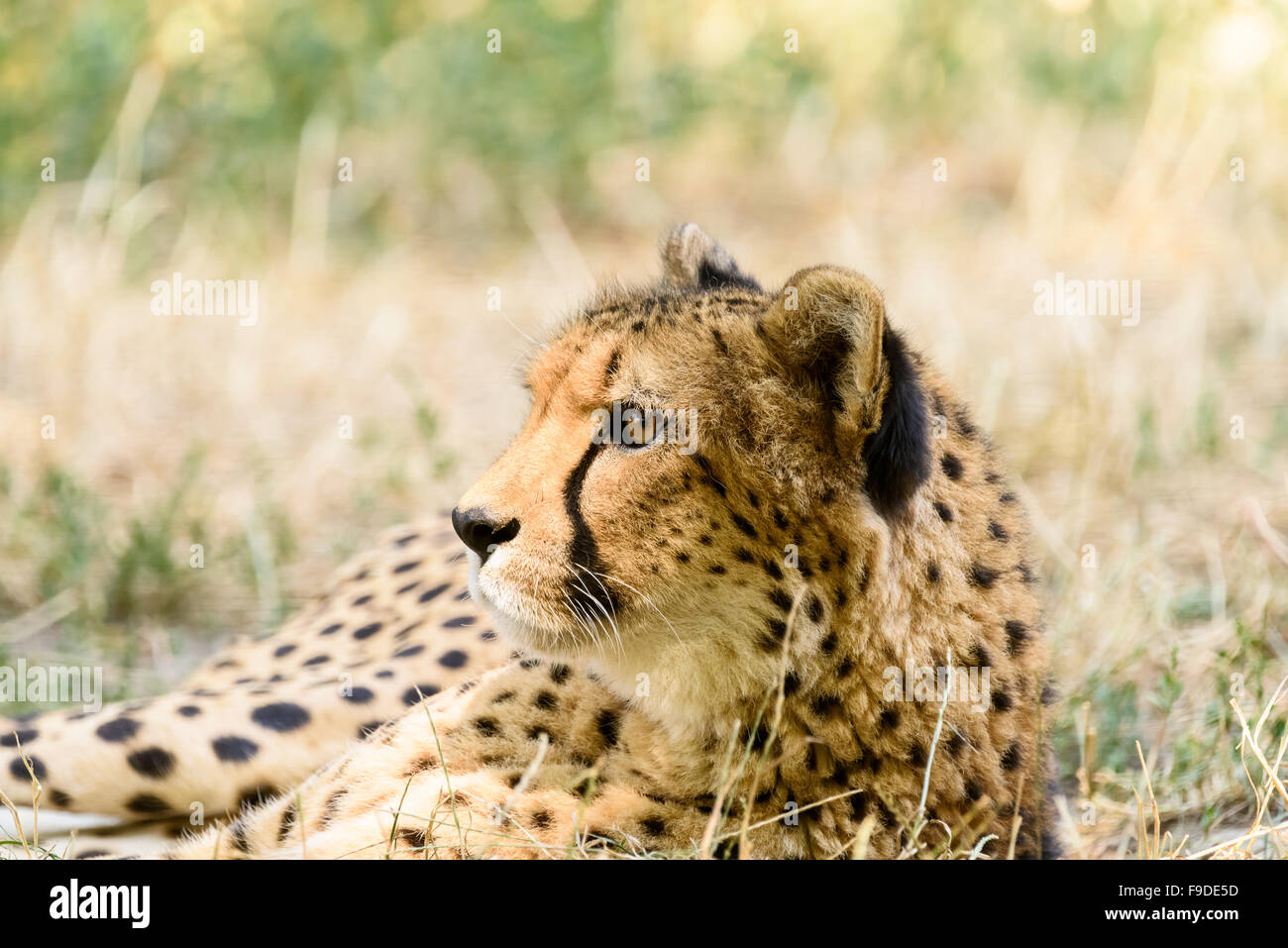 Wild Cheetah In Africa Savannah Stock Photo - Alamy