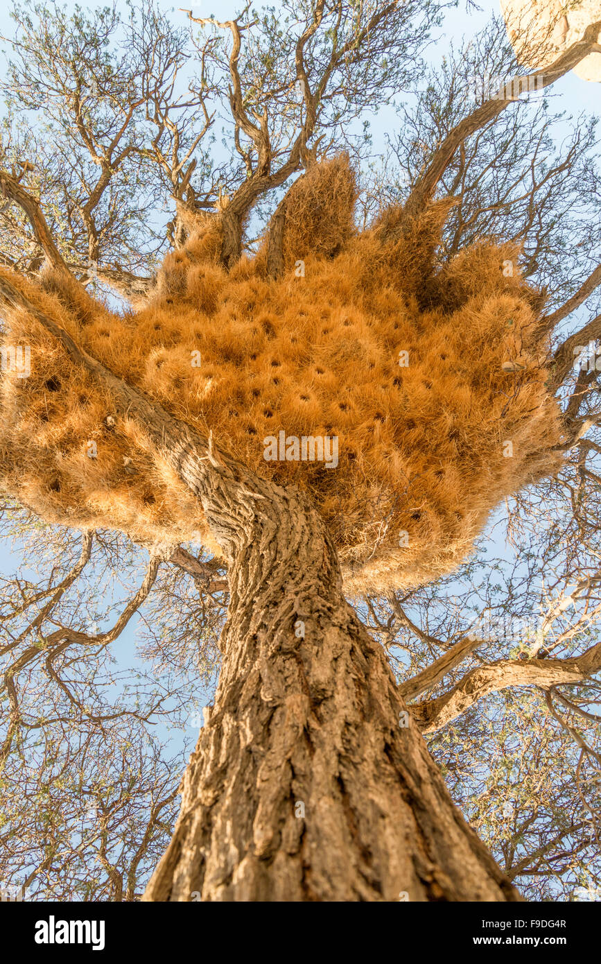 Social weaver nest Stock Photo - Alamy