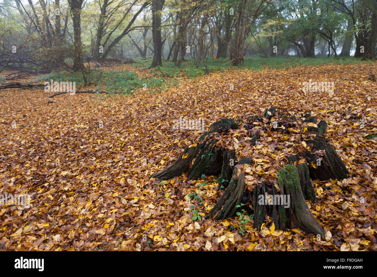 Tree Stump, Emblems Coppice, Hatfield Forest Stock Photo - Alamy