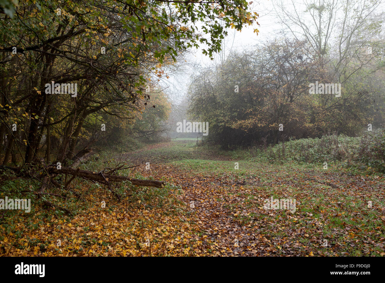 Edge of Emblems Coppice, Hatfield Forest Stock Photo - Alamy