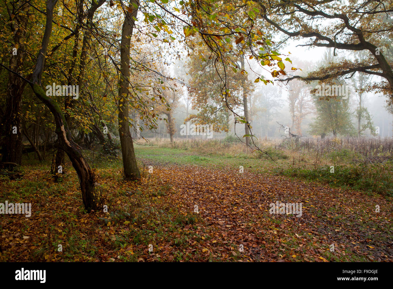 Clearing in Emblems Coppice, Hatfield Forest Stock Photo - Alamy