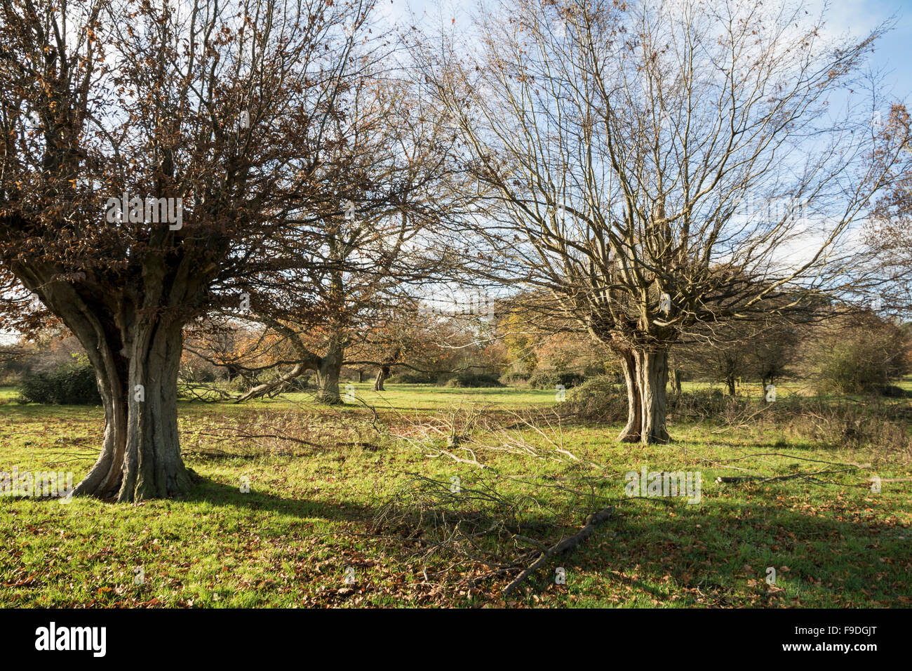 Pollarded hornbeam hi-res stock photography and images - Alamy