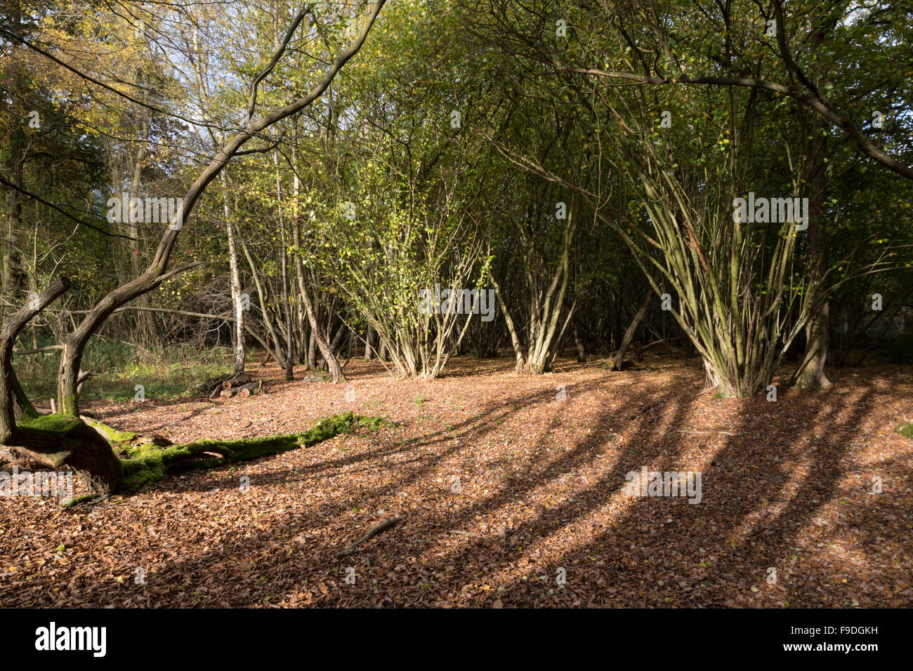 Coppiced Woodland, Hatfield Forest, Essex Stock Photo - Alamy