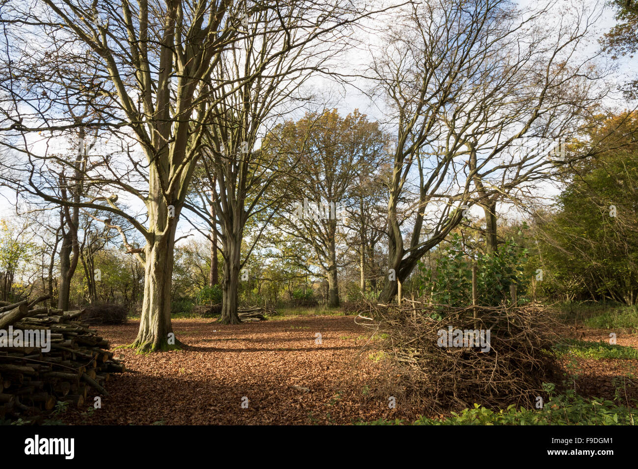 Managed Woodland with Hornbeam and Beech standards Stock Photo - Alamy