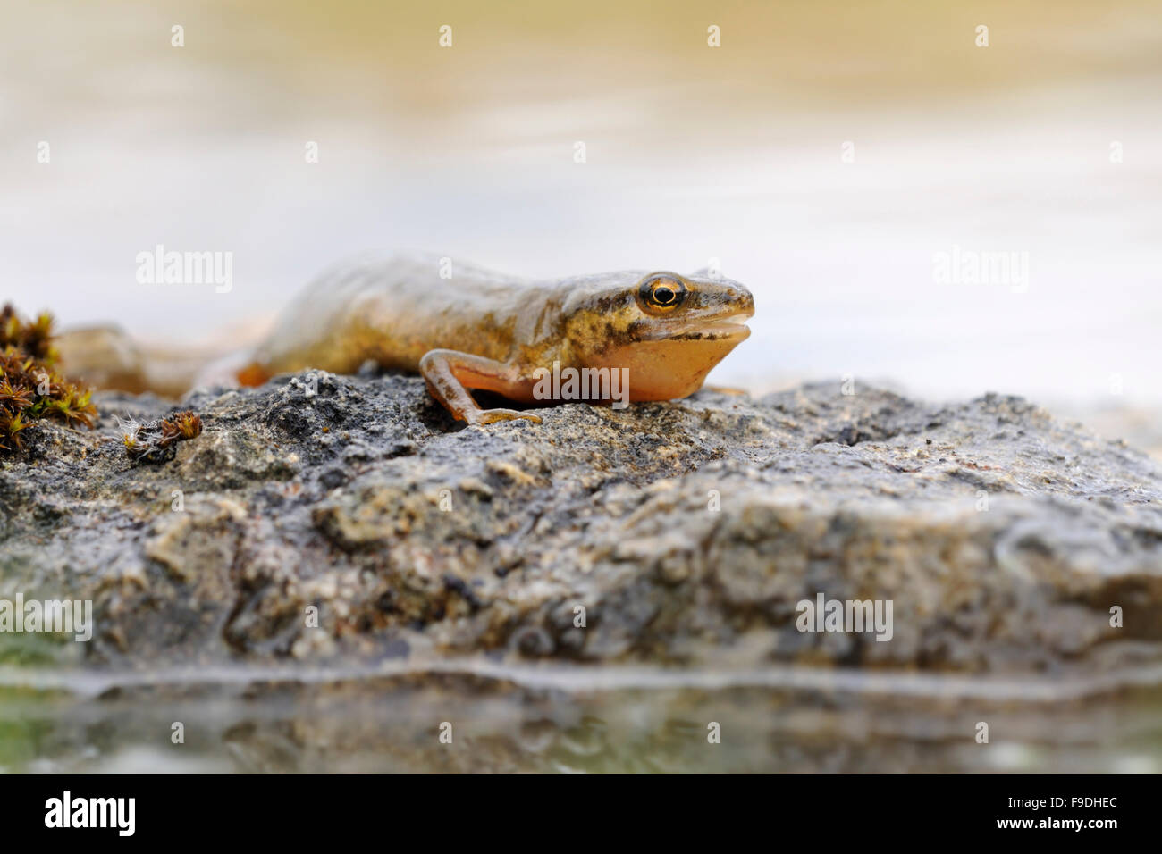 Common water newt hi-res stock photography and images - Alamy