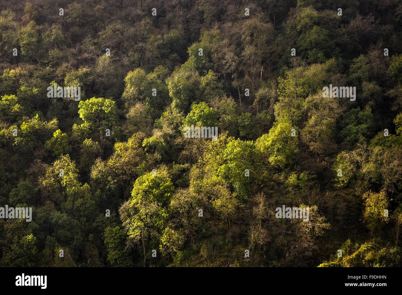 Looking down on autumn woodland with treetops highlighted by sunlight ...