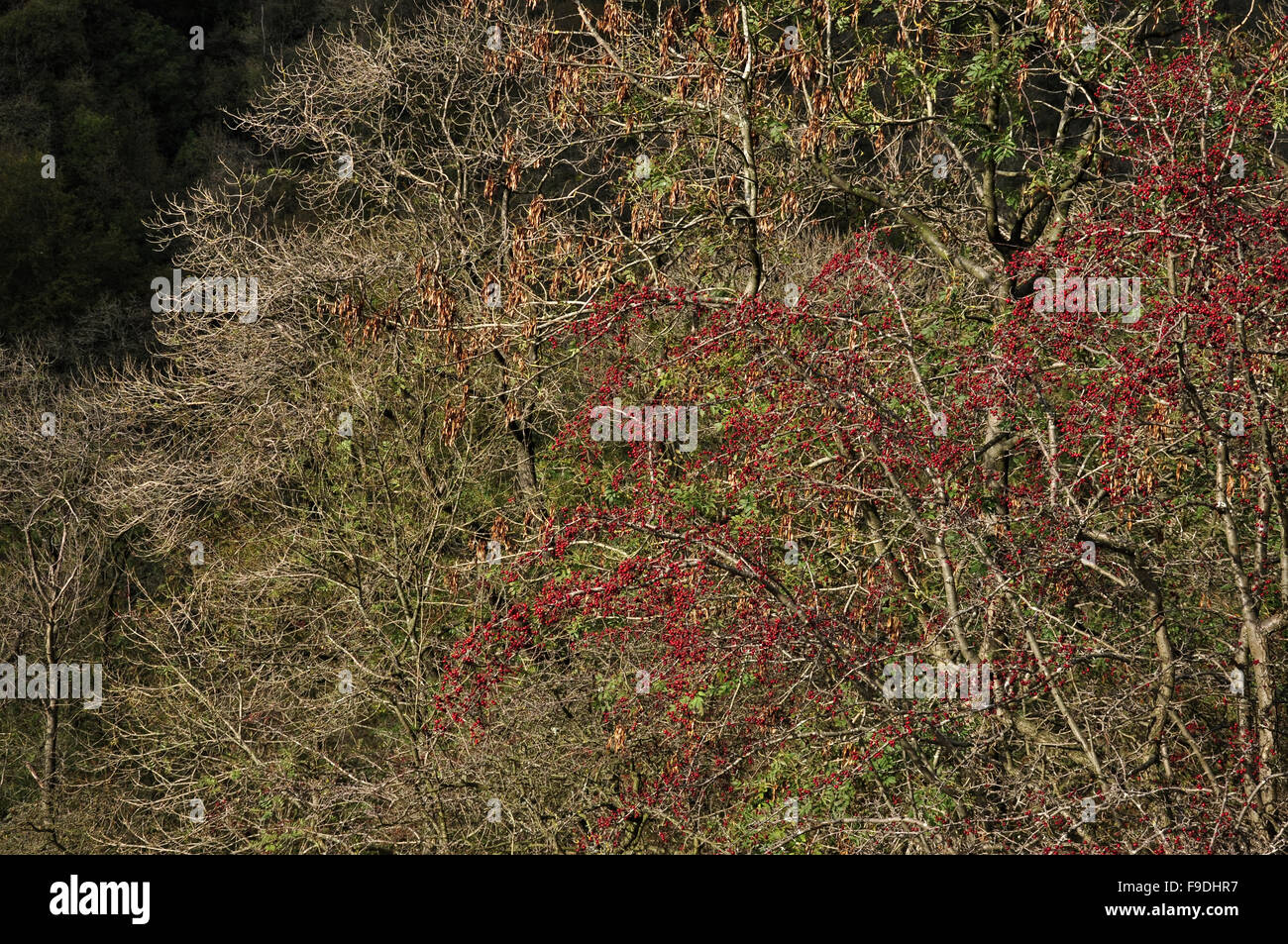 Hawthorn haws in autumn hi-res stock photography and images - Alamy