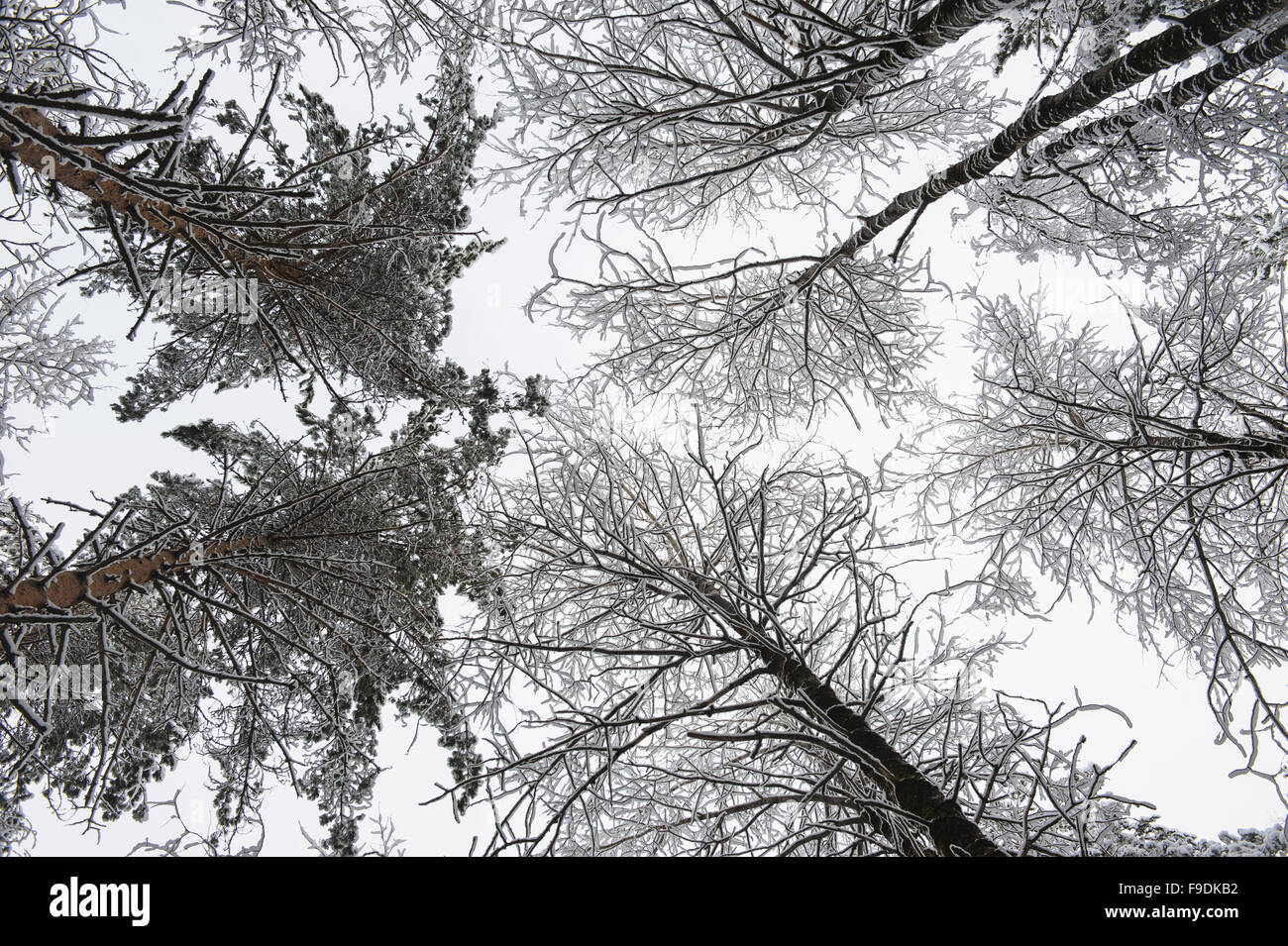 Fir forest in top hi-res stock photography and images - Alamy