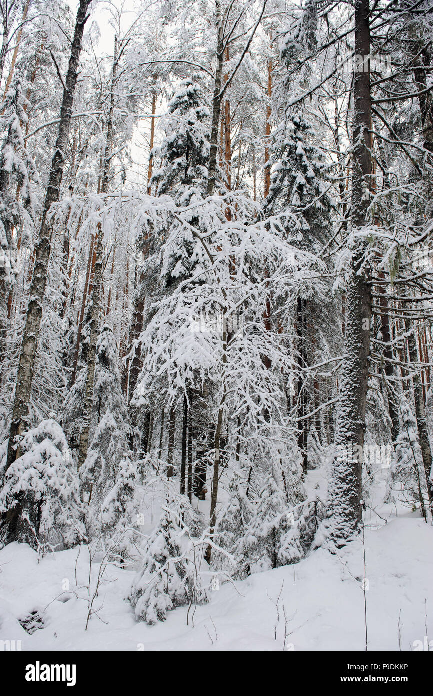 Taiga in early winter with snow and hoarfrost Stock Photo - Alamy