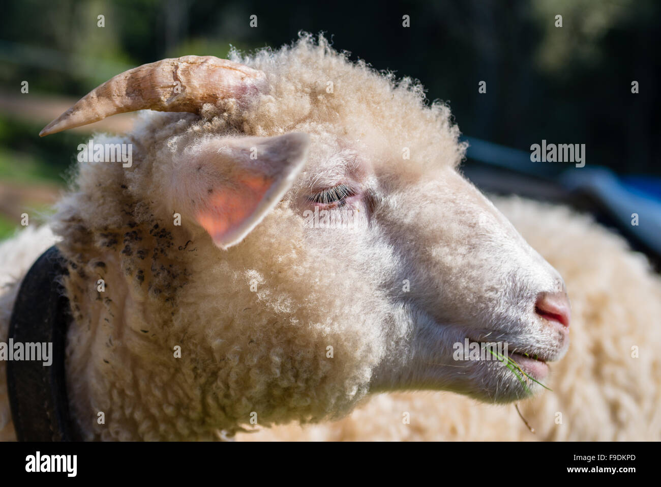 side view of sheep / ram head - eating grass - shallow depth of field ...