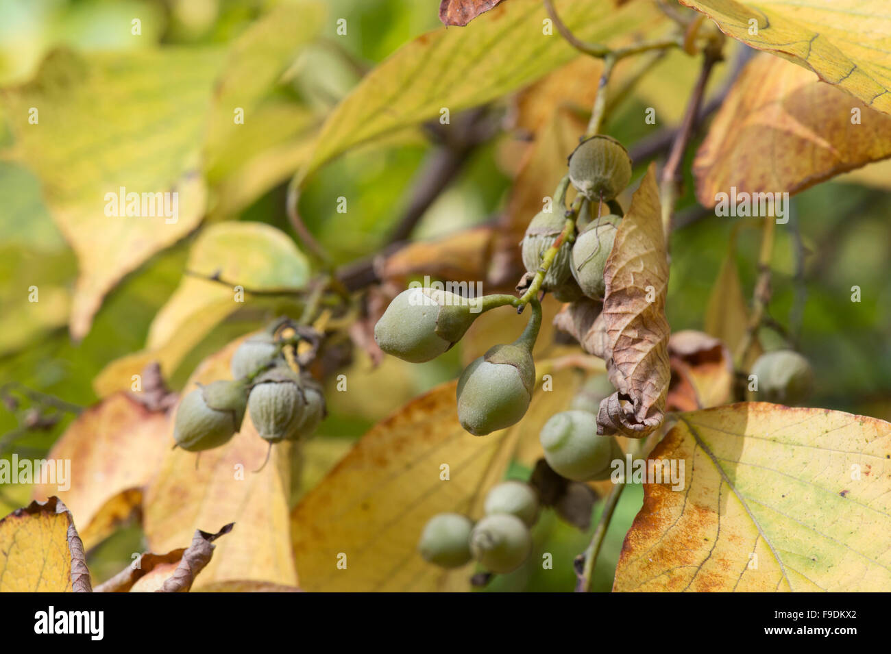Styrax obassia. Fragrant snowbell drupes / seeds in autumn Stock Photo ...