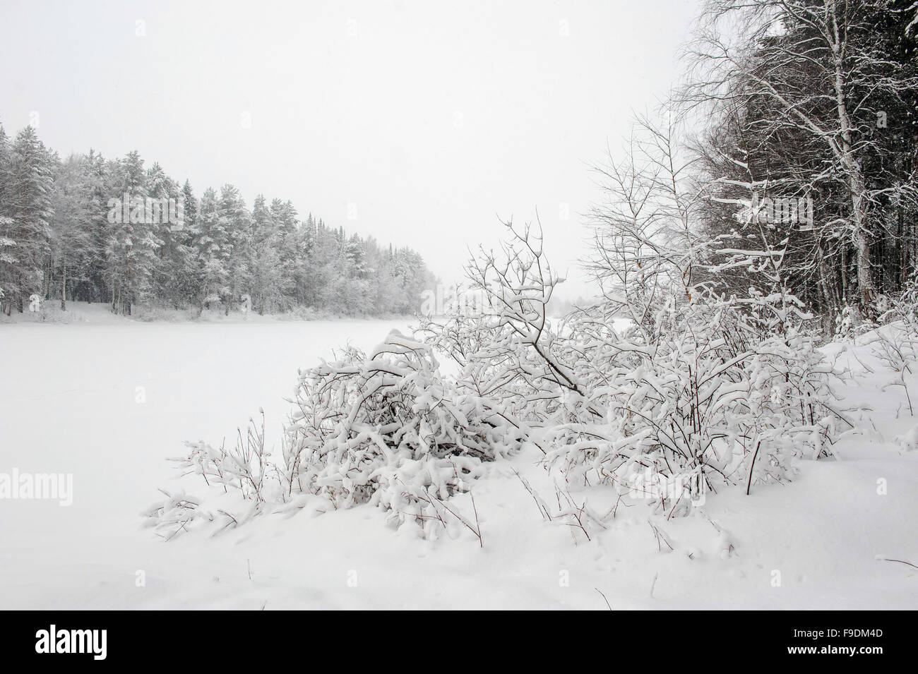 Taiga lake in winter with snow and hoarfrost Stock Photo - Alamy