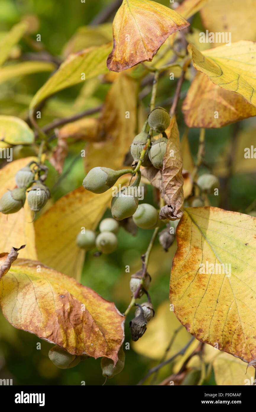 Styrax obassia. Fragrant snowbell drupes / seeds in autumn Stock Photo ...