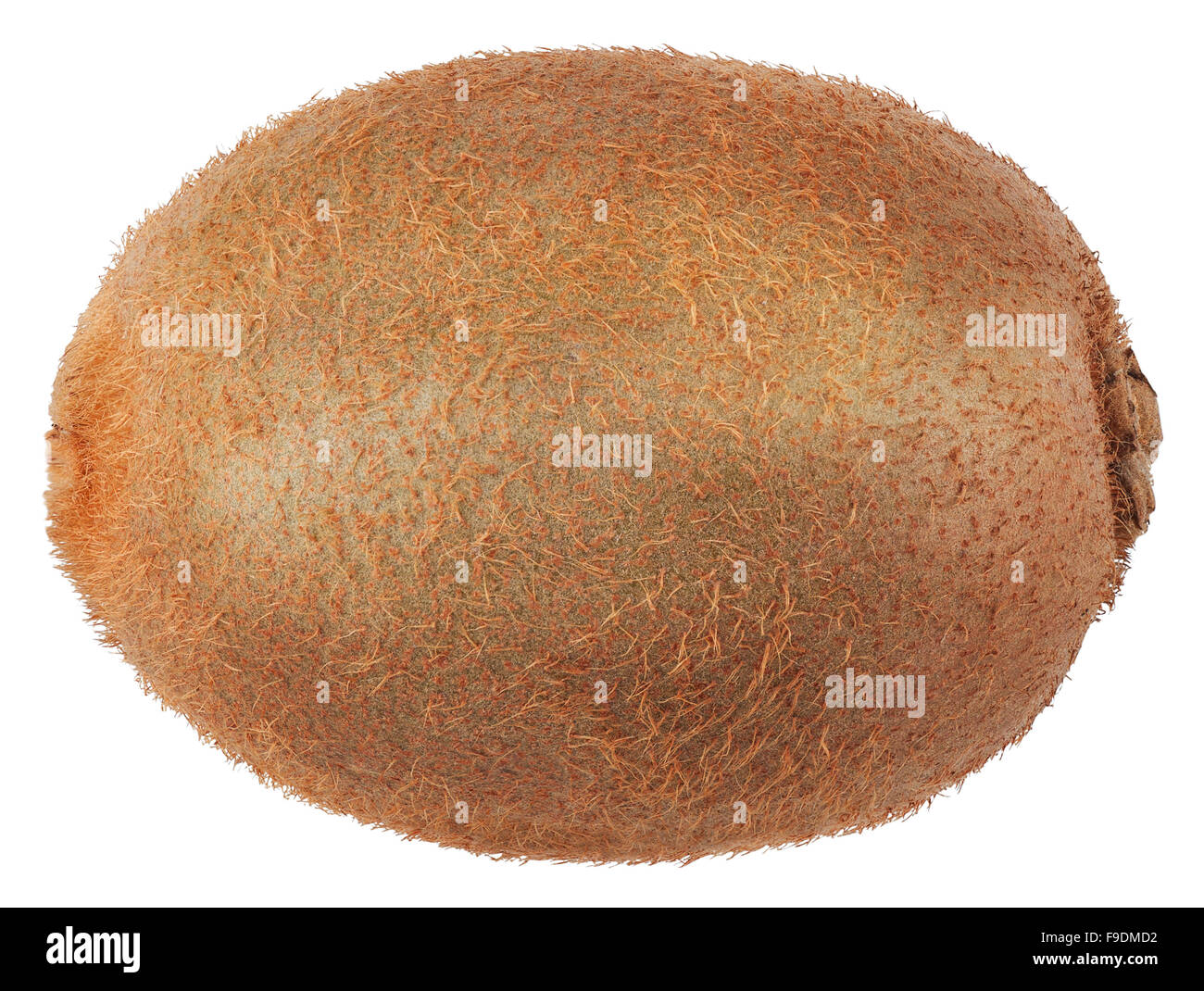 One whole ripe kiwi isolated on white background Stock Photo - Alamy