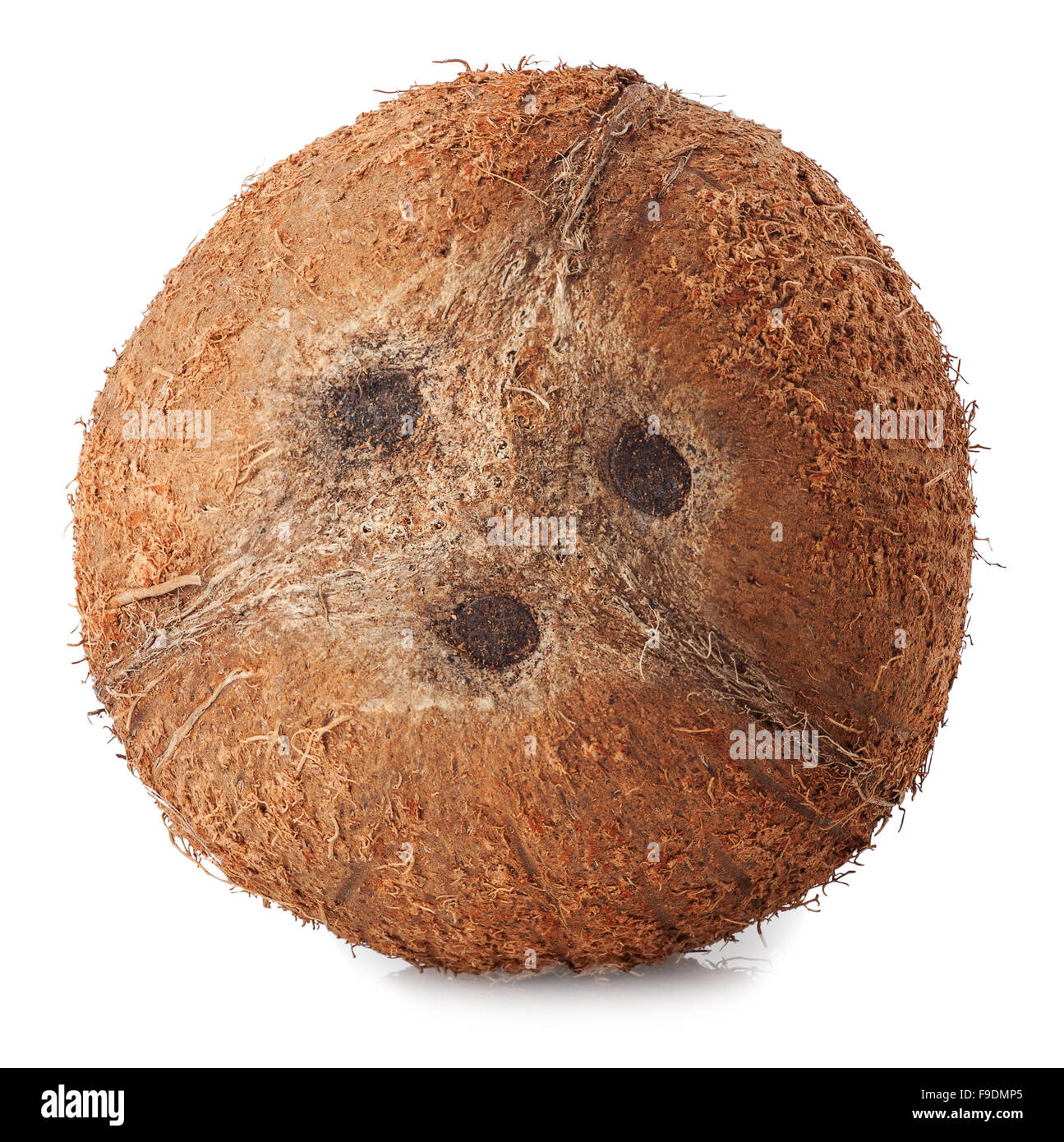 tropical ripe coconut on a white background Stock Photo - Alamy