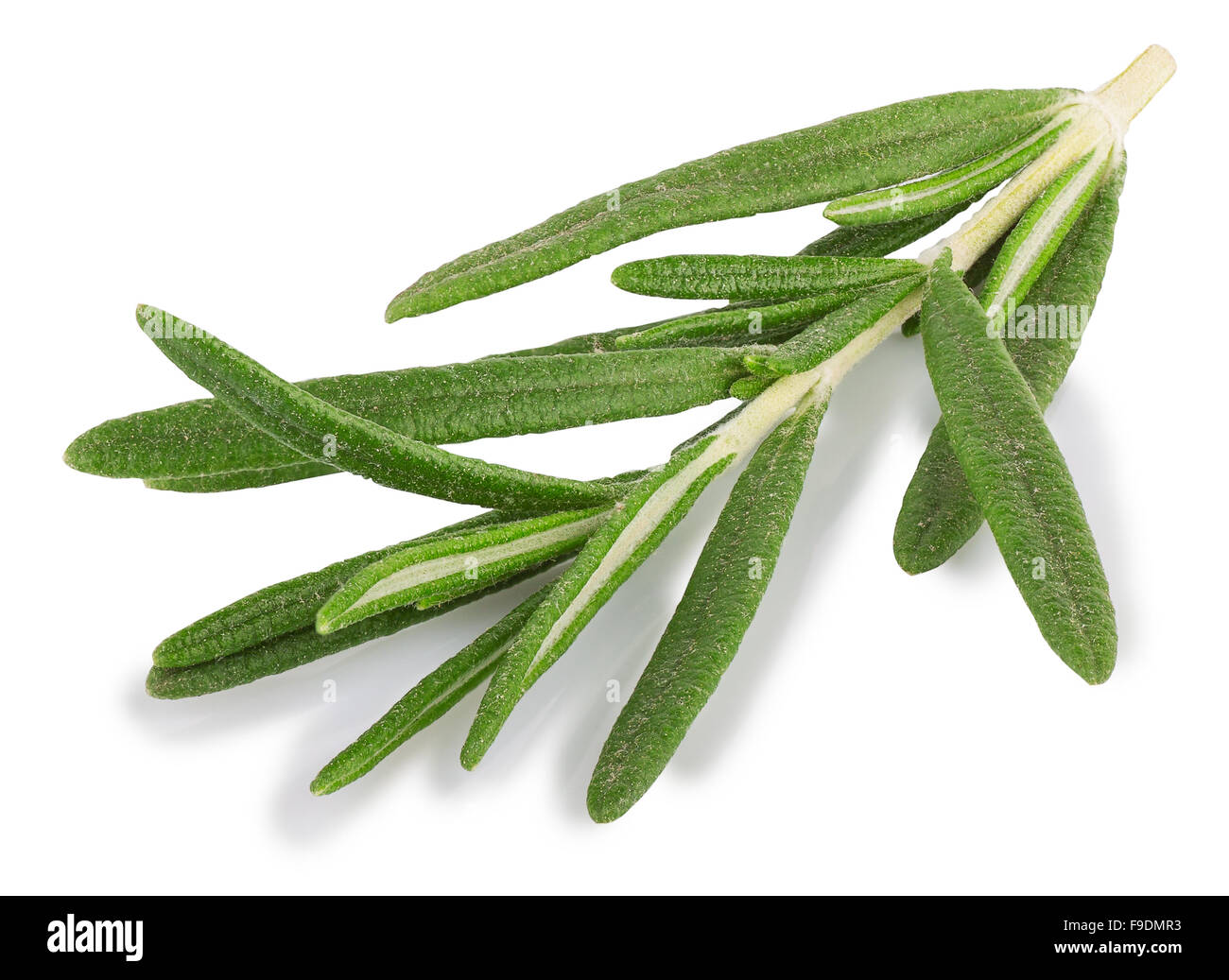 Single fresh rosemary twig isolated on white background Stock Photo - Alamy
