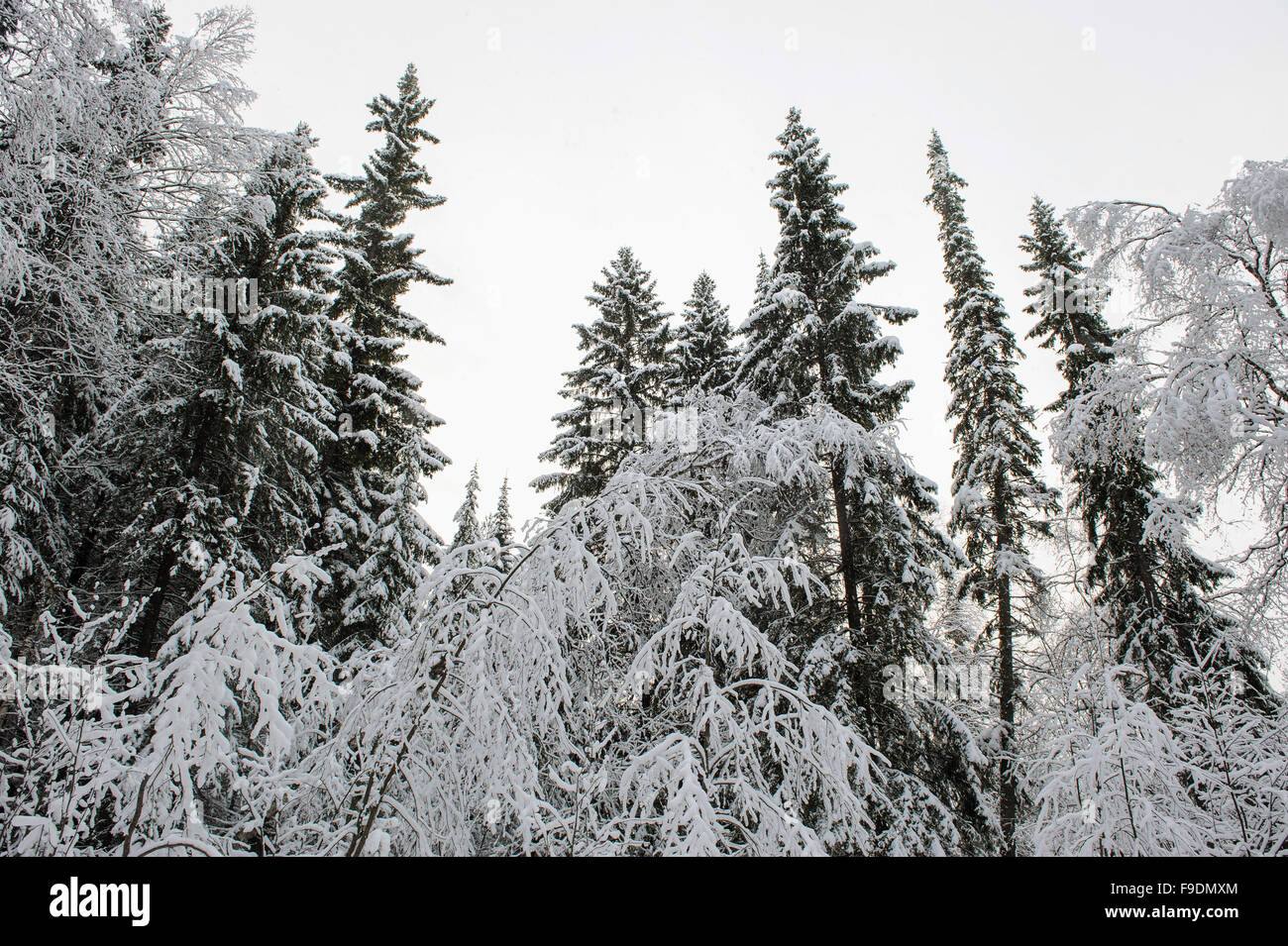 Taiga in early winter with snow and hoarfrost Stock Photo - Alamy