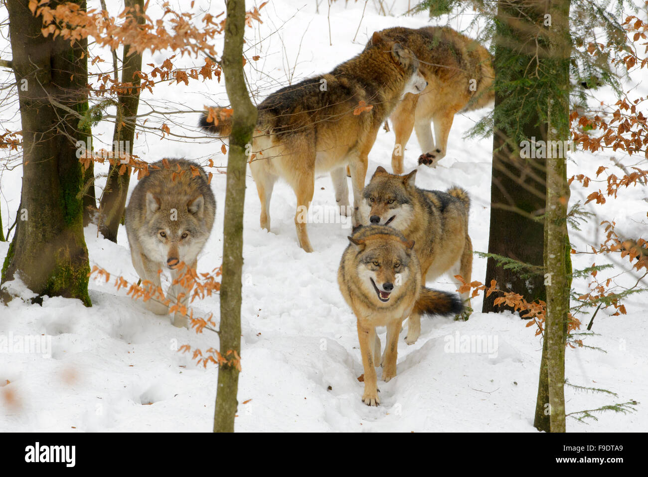 Wolf pack snow hi-res stock photography and images - Alamy