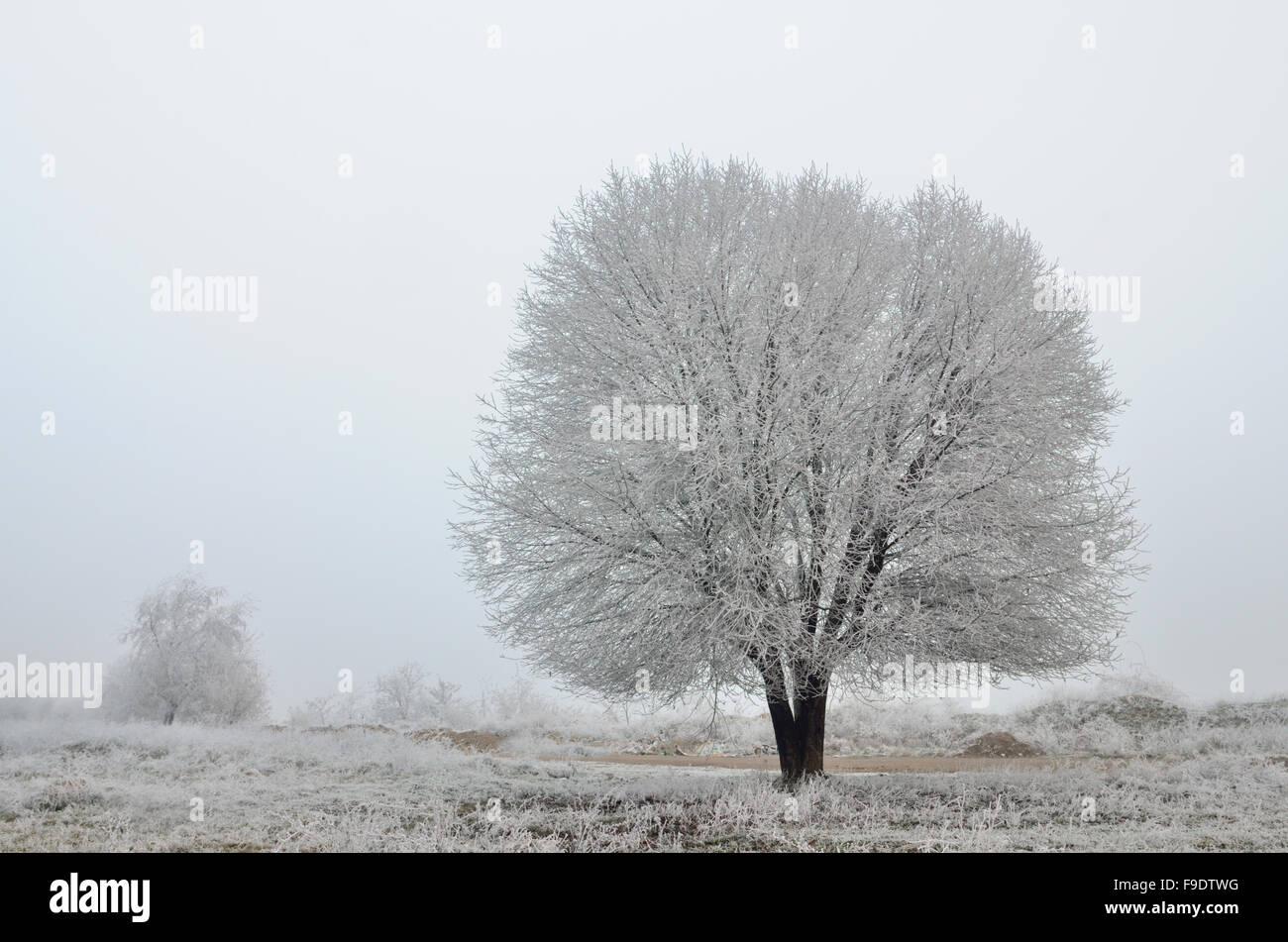 Frozen tree in winter field Stock Photo - Alamy