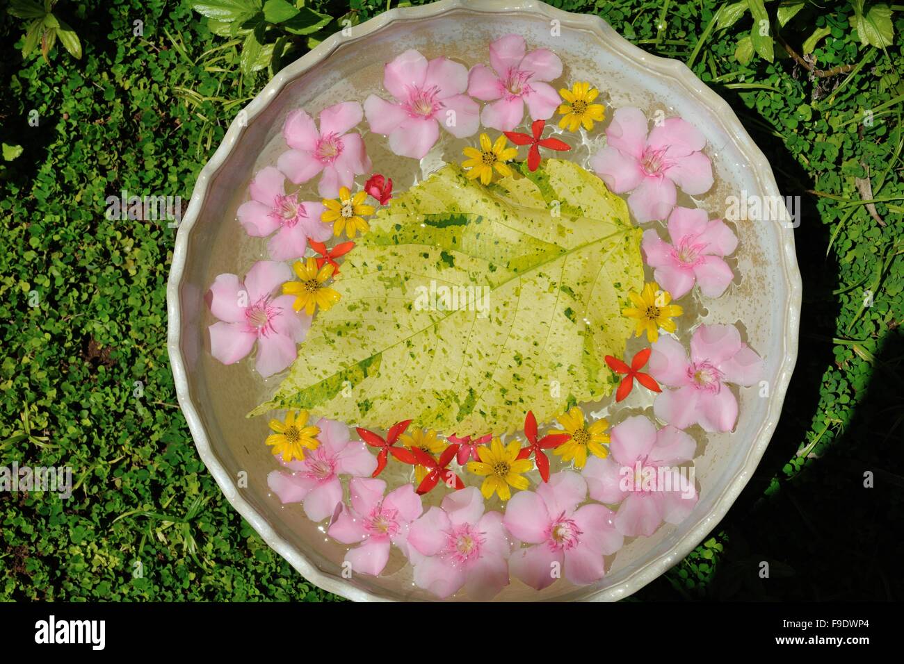 water cup with beautiful flowers, a variety of background colors in spa ...