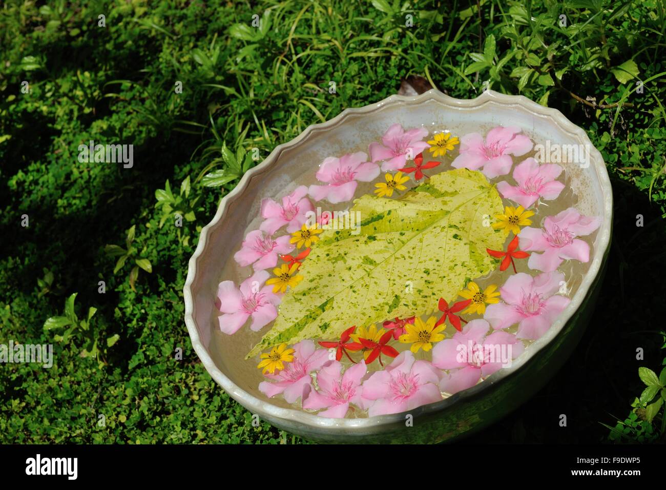 water cup with beautiful flowers, a variety of background colors in spa ...
