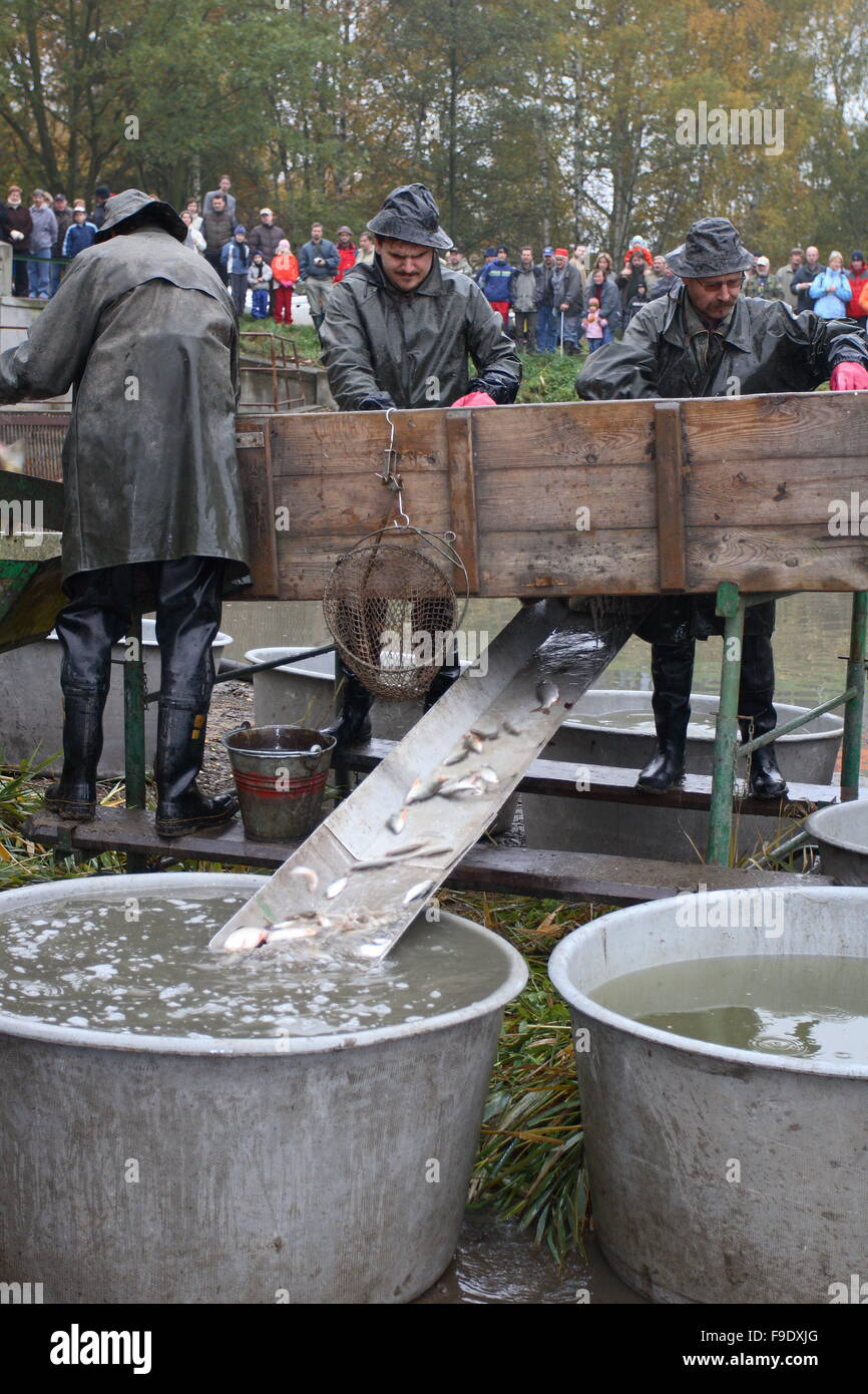 How fish gills work hi-res stock photography and images - Alamy
