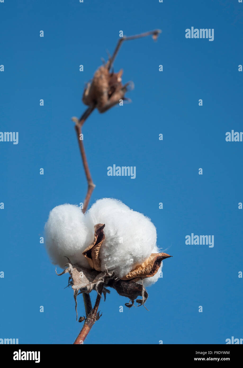 Cotton plant india hi-res stock photography and images - Alamy
