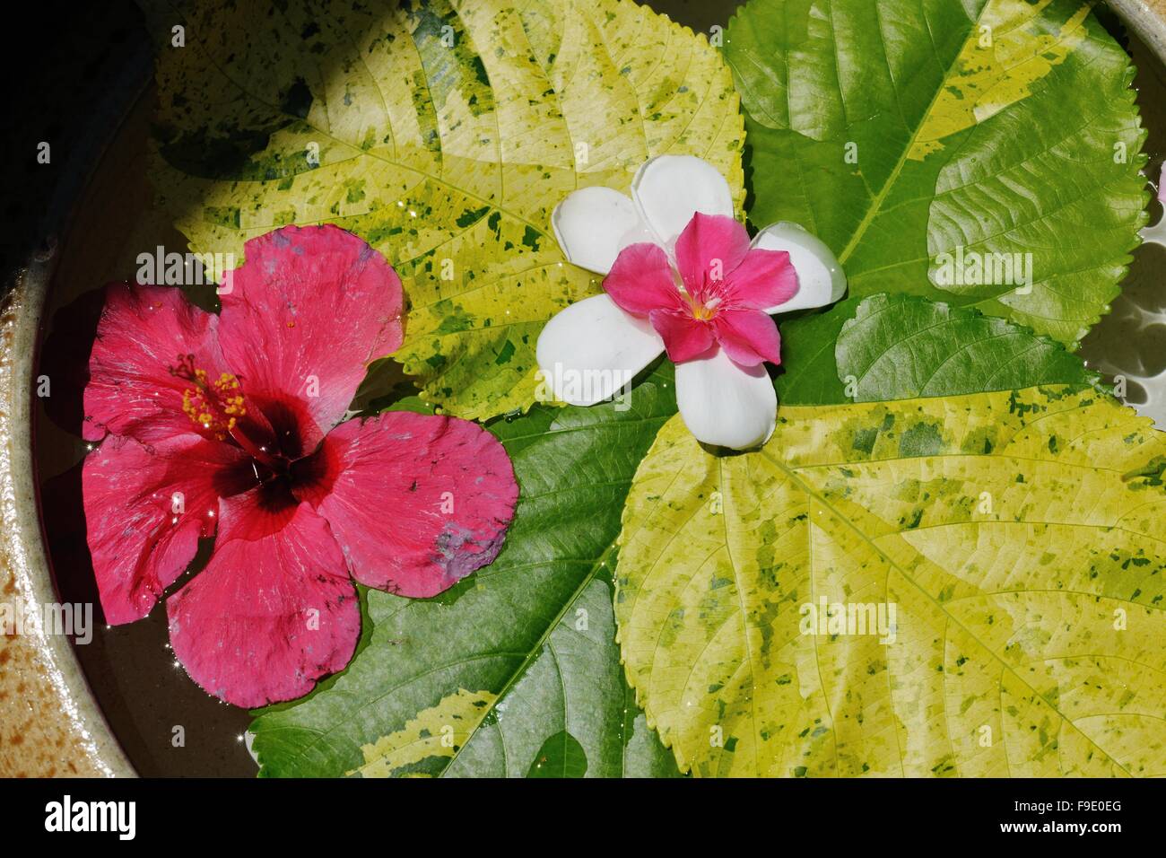 water cup with beautiful flowers, a variety of background colors in spa ...