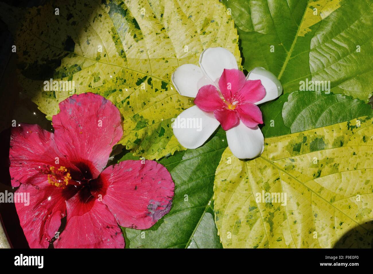 water cup with beautiful flowers, a variety of background colors in spa ...
