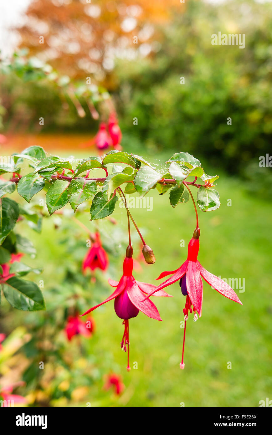 Hardy Fuchshia 'Mrs Popple' in flower in November in an English garden ...