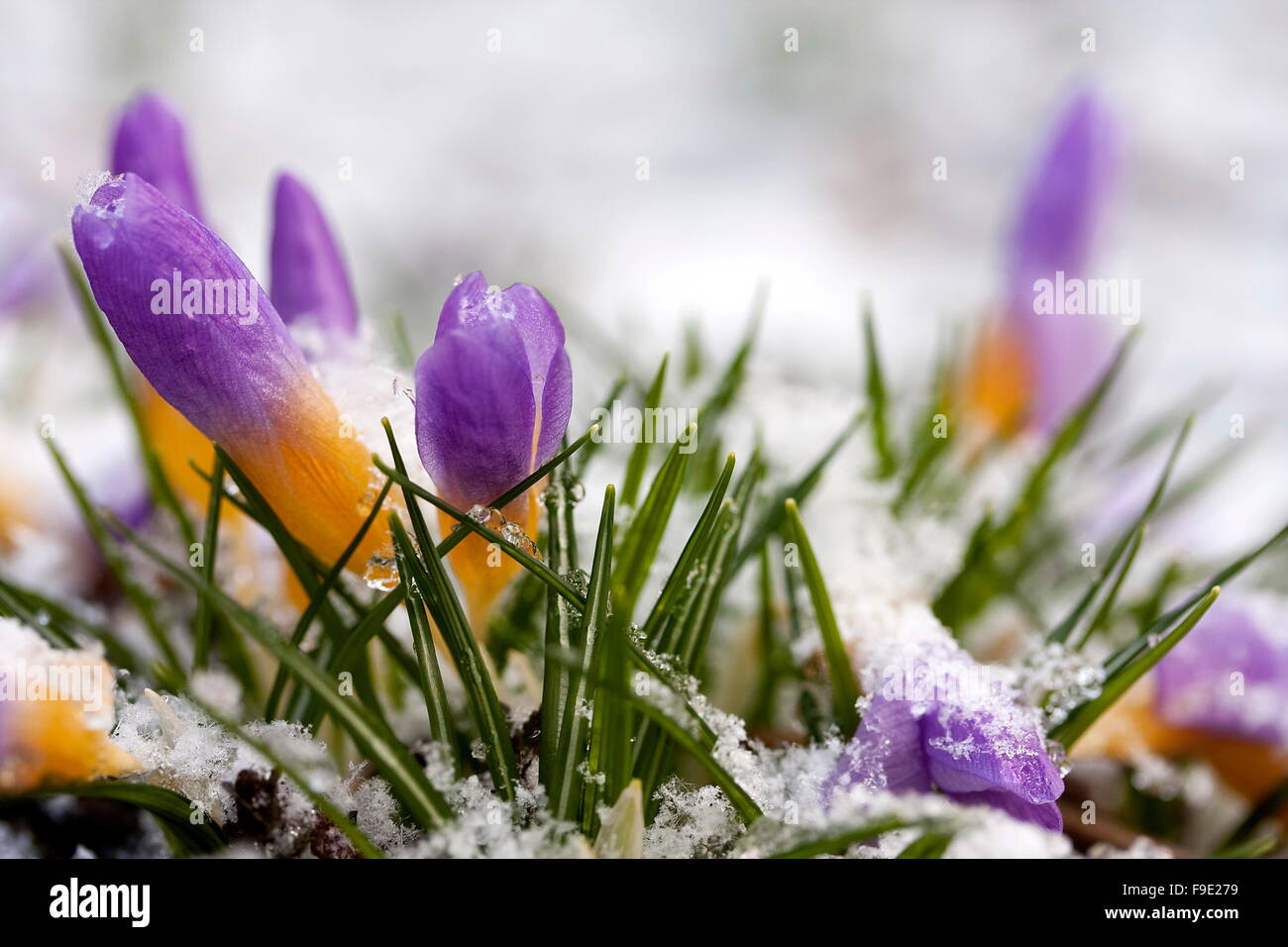 Snow on Spring Flower Stock Photo - Alamy