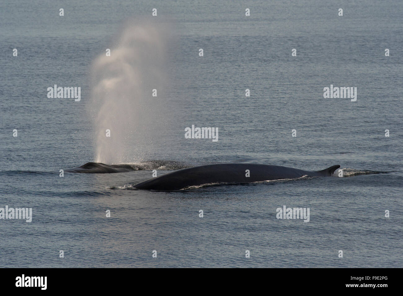 Fin Whales (Balaenoptera physalus) surfacing to breath near the ...